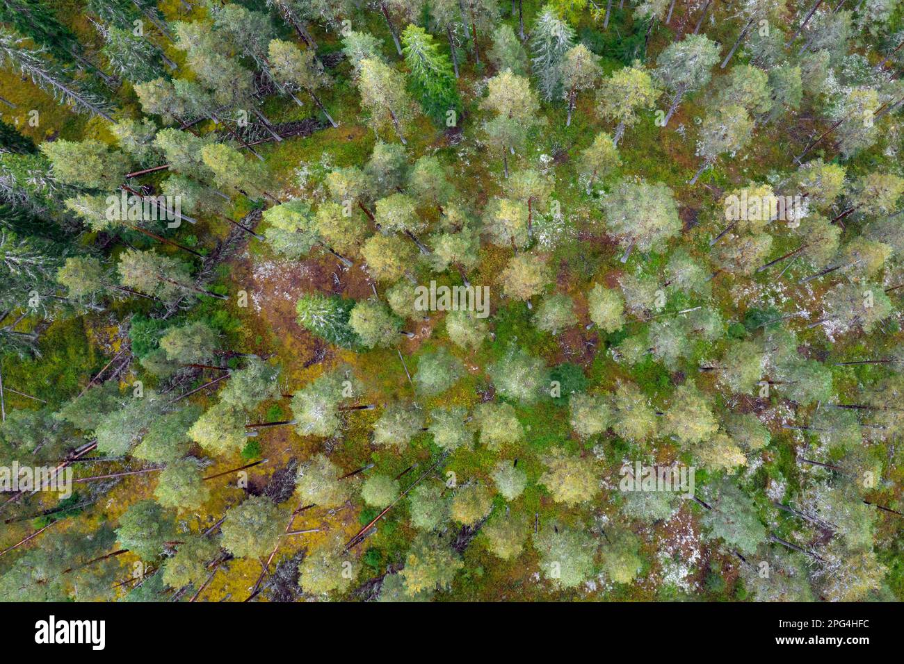 Aerial view over spruce trees in coniferous forest in autumn / fall ...