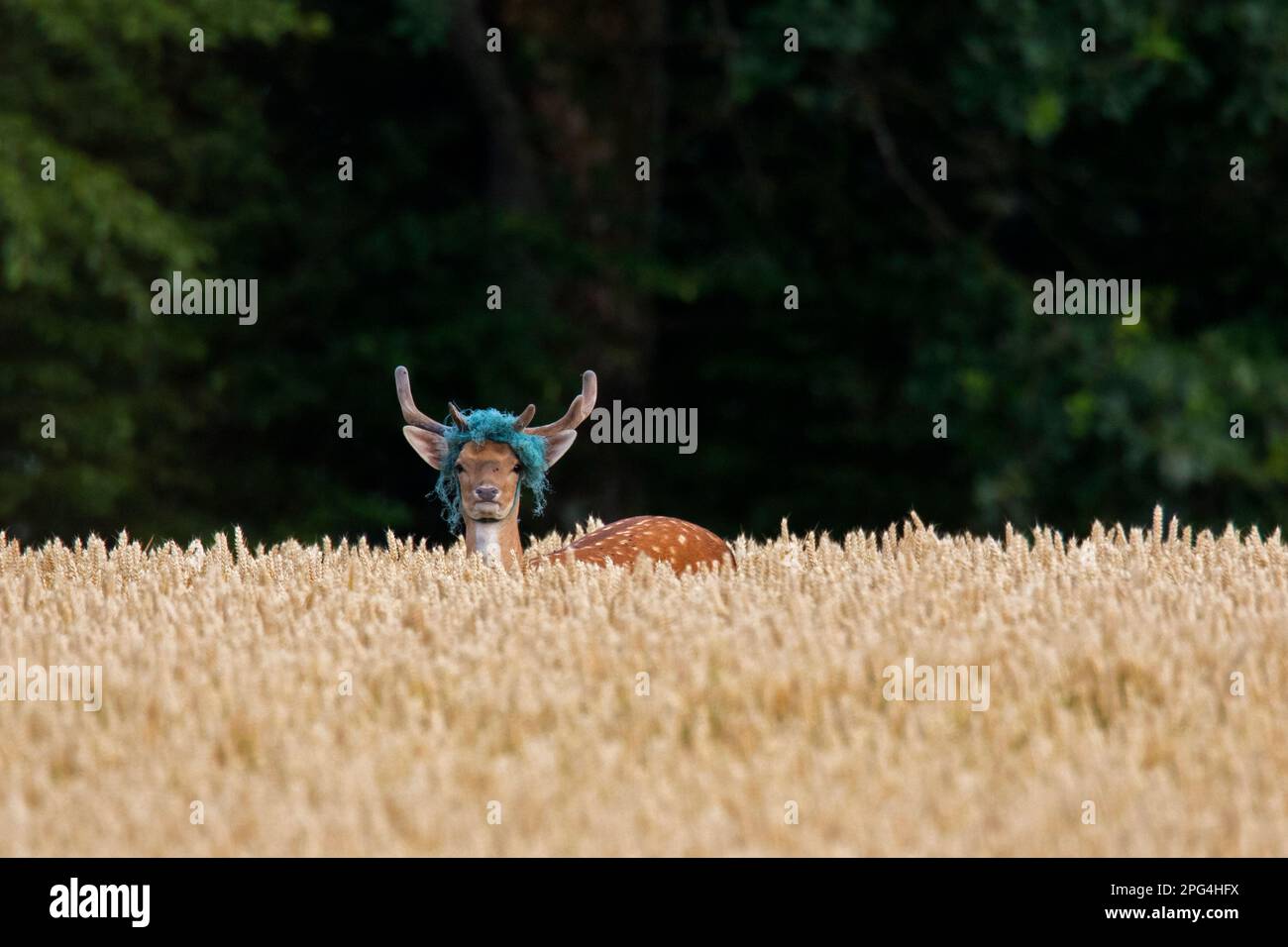 European fallow deer (Dama dama) buck / male with antlers entangled in ...