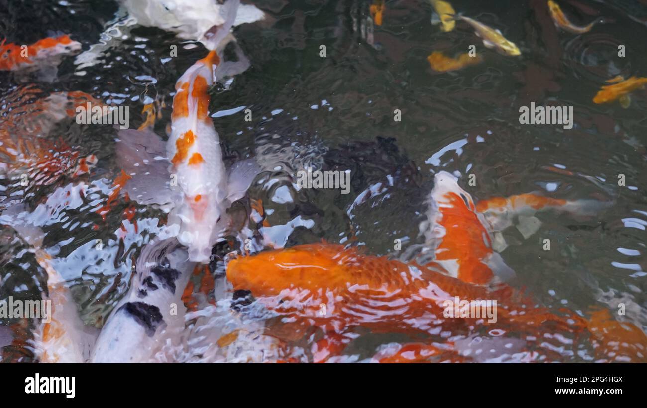 Colorful water pattern formed by group of Koi carps swimming in pool ...