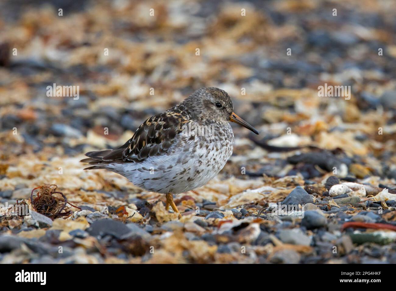 Purple sandpiper (Calidris maritima) in breeding plumage showing ...