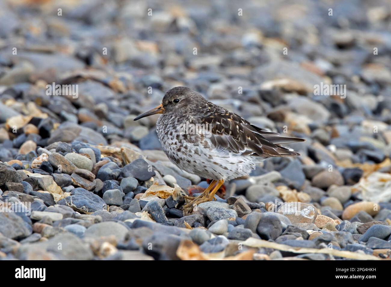 Purple sandpiper (Calidris maritima) in breeding plumage showing ...