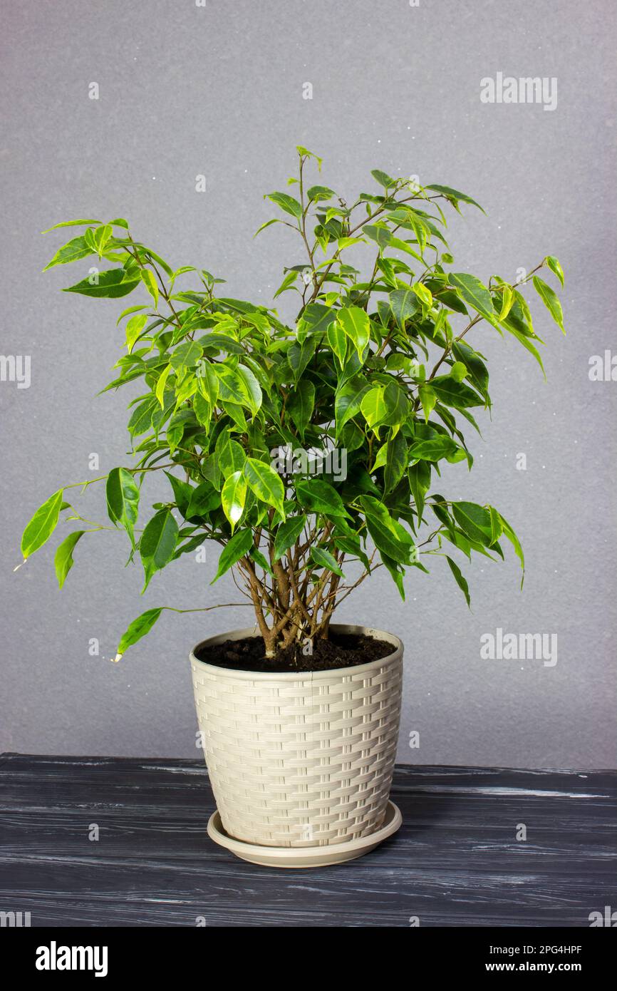 Ficus benjamin bright green hi-res stock photography and images - Alamy