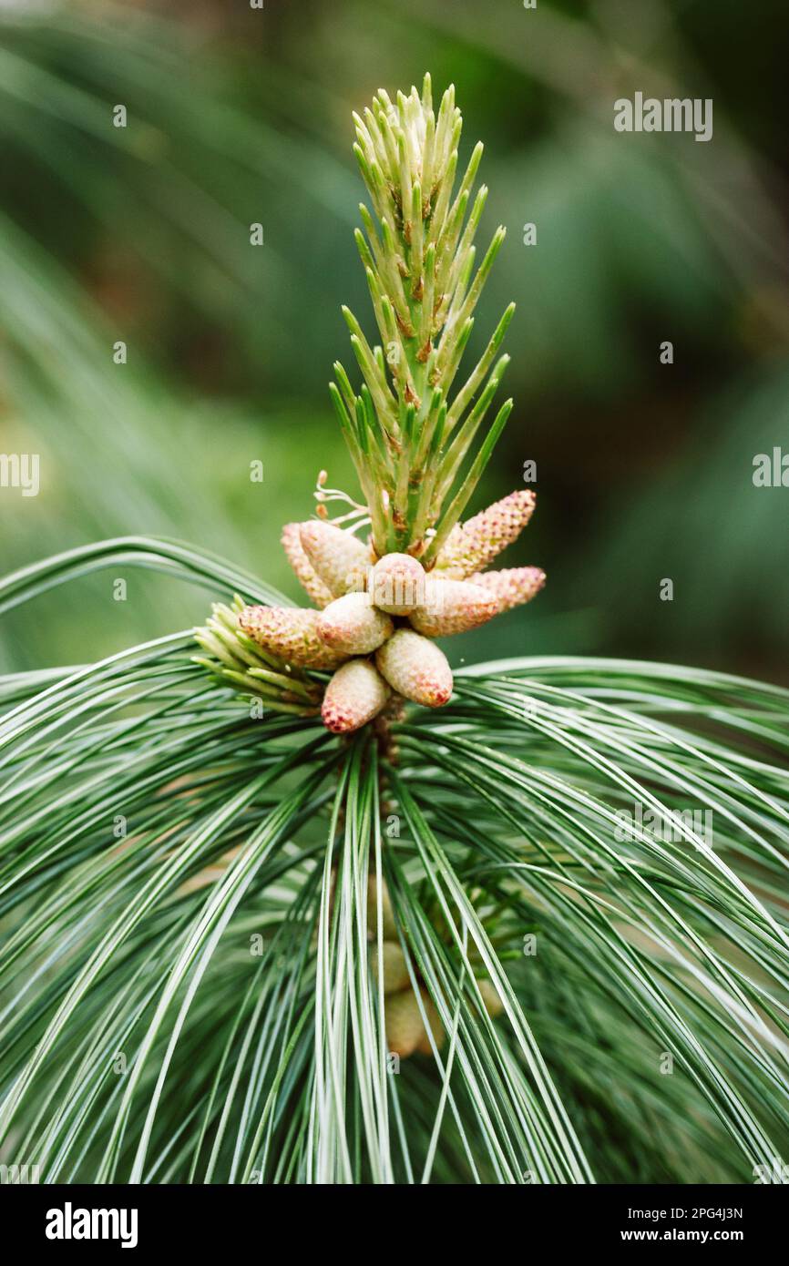 Young cones on pinus nigra, Austrian pine or black pine. Beautiful long ...