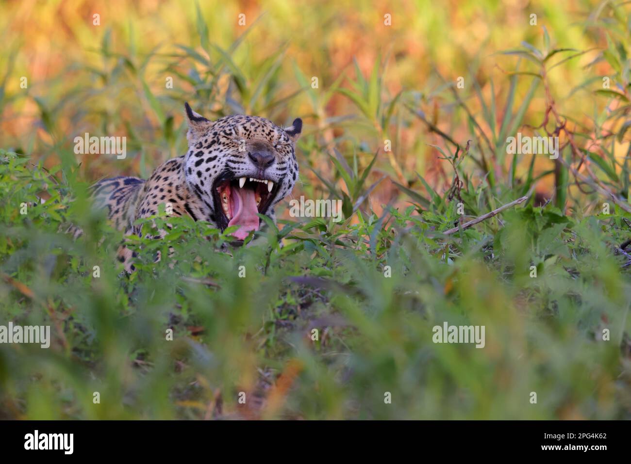 An adult Jaguar (Panthera oca) showing off its teeth while yawning in ...