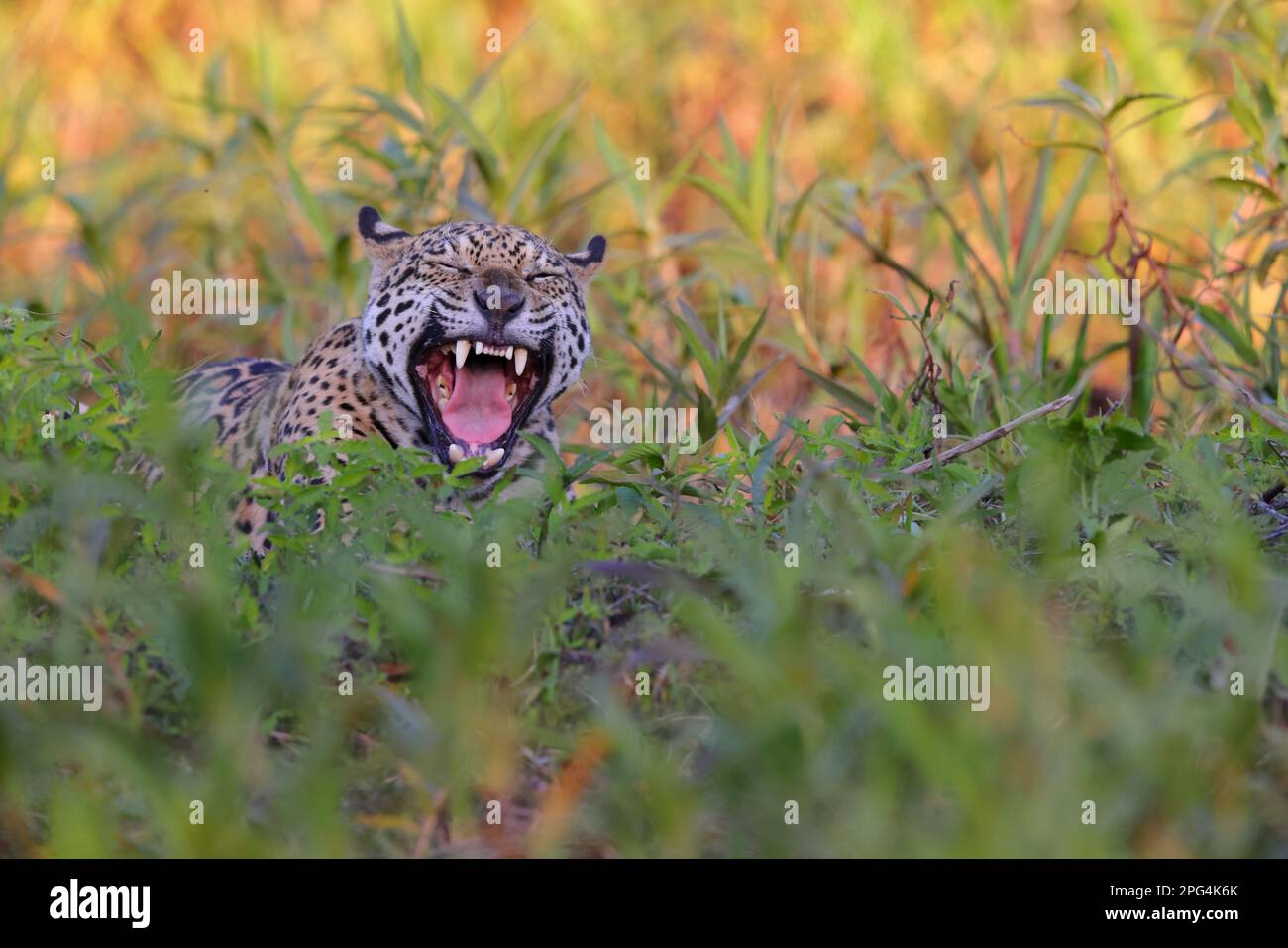 An adult Jaguar (Panthera oca) showing off its teeth while yawning in ...