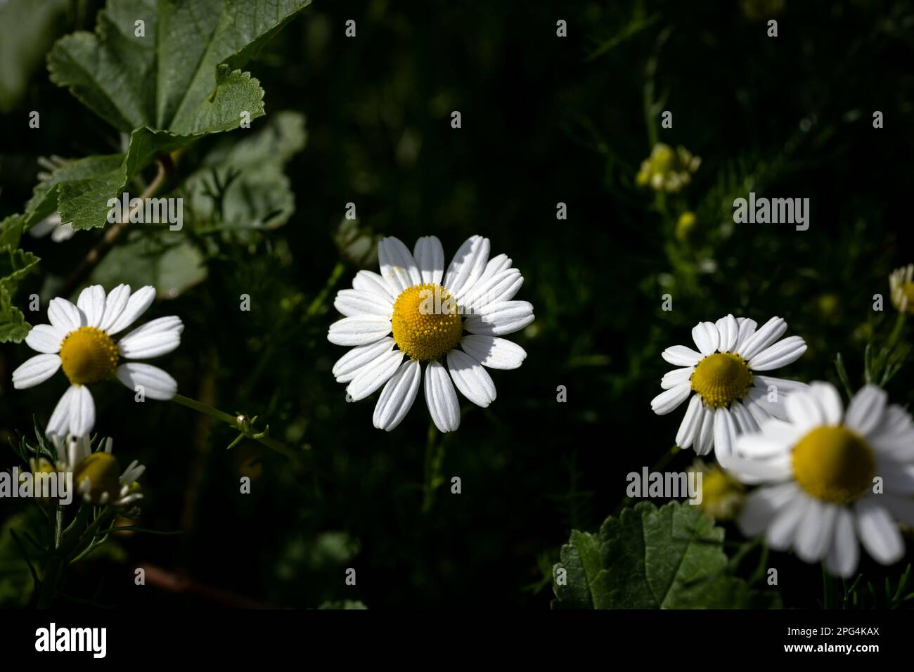 Camila flower hi-res stock photography and images - Alamy