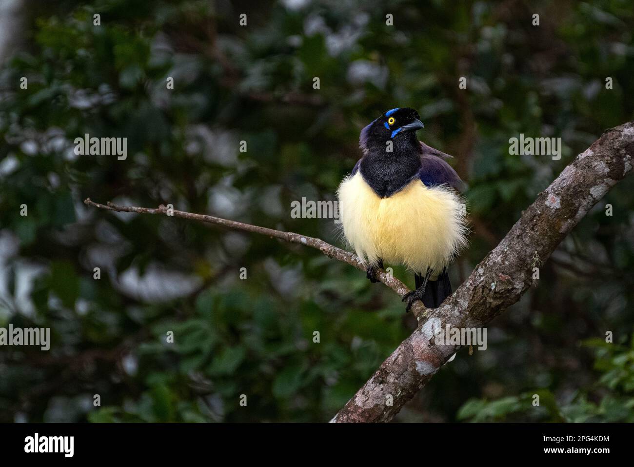 Black chested jay closeup from front Stock Photo - Alamy