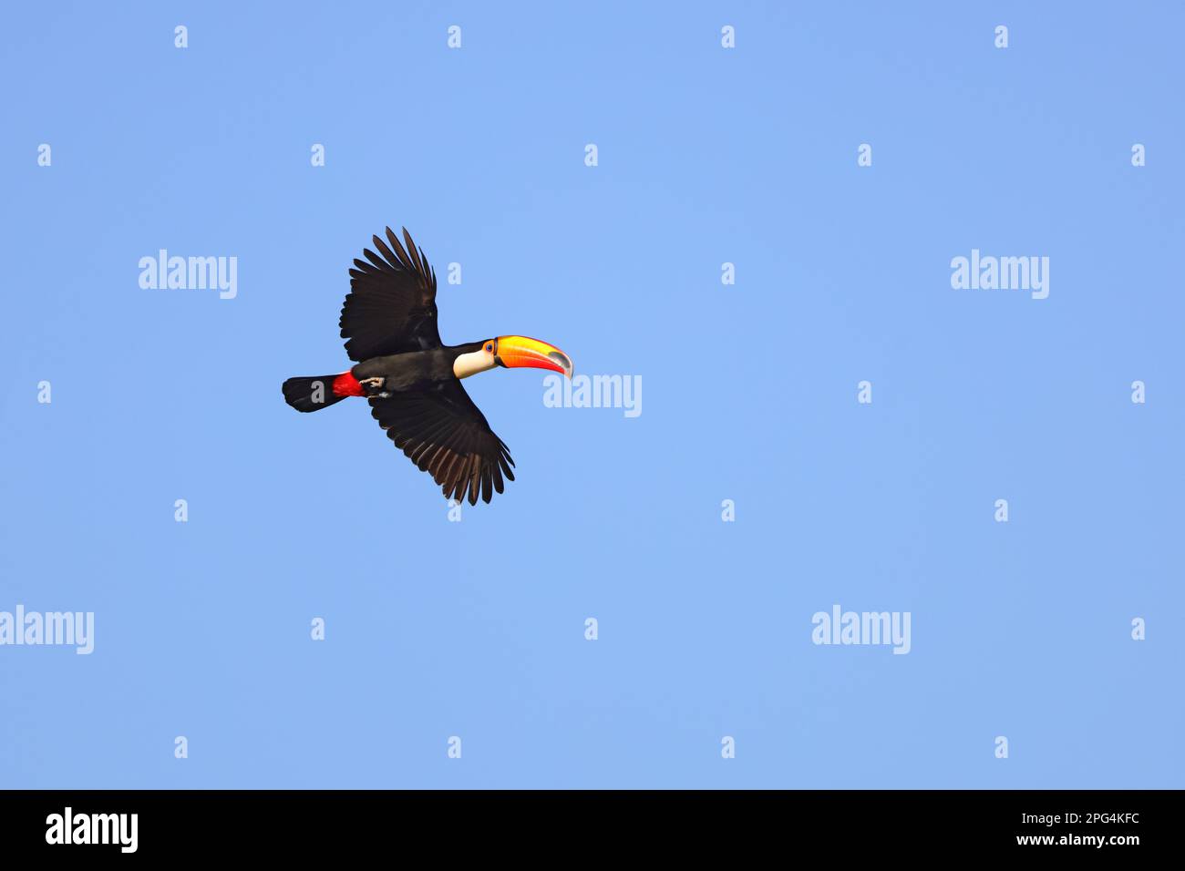 Toucans in flight hi-res stock photography and images - Alamy