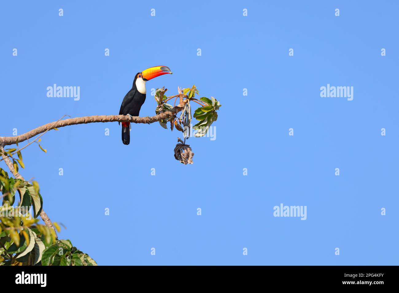Flying bird pantanal brazil fighting hi-res stock photography and ...
