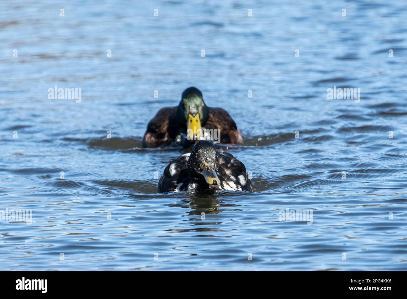 Manky mallard ducks hi-res stock photography and images - Alamy