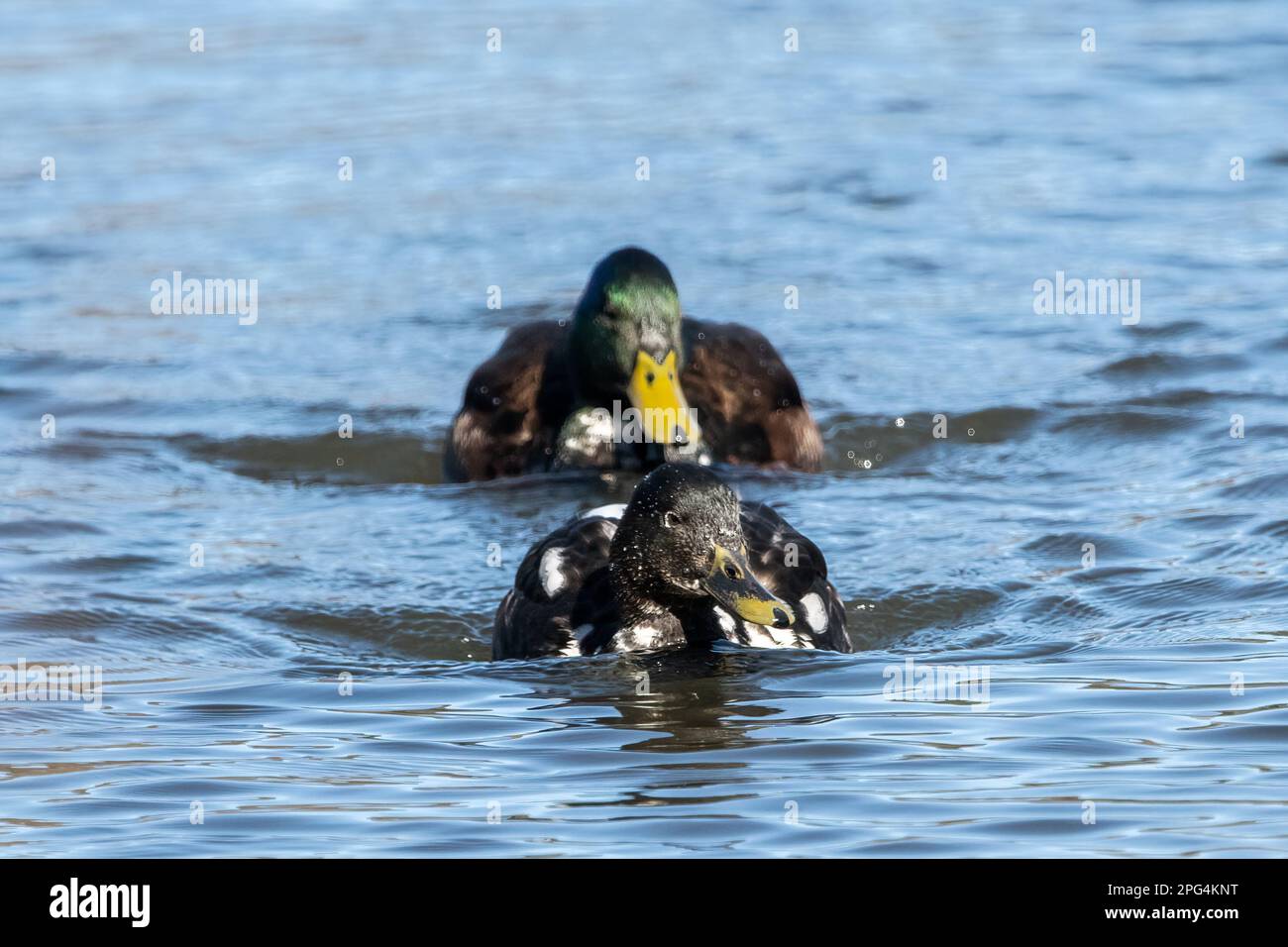 Manky mallard ducks hi-res stock photography and images - Alamy