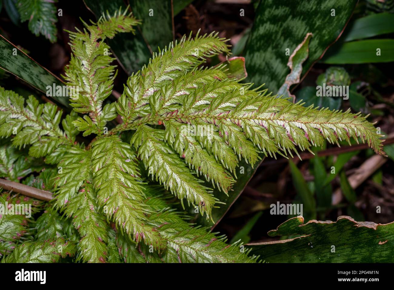 Imagre of rare fern from the cloud forest of Panama Stock Photo - Alamy