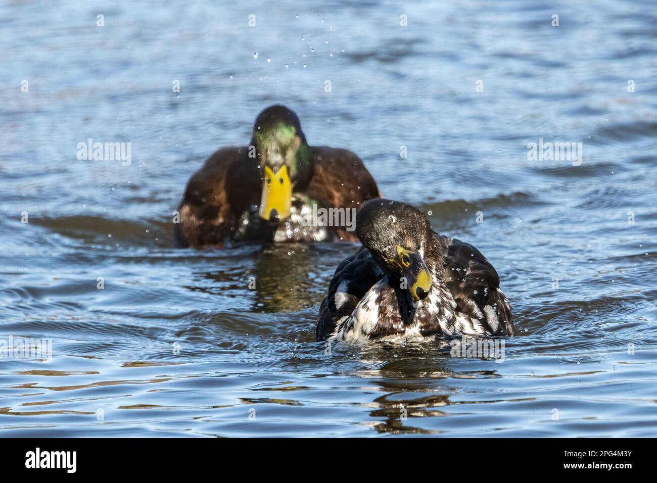 Manky mallard ducks hi-res stock photography and images - Alamy