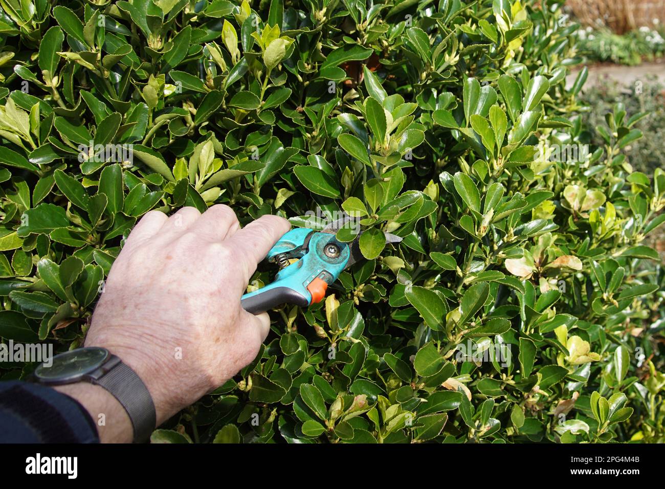 Pruning with a secateurs the Evergreen spindle, Japanese spindle ...
