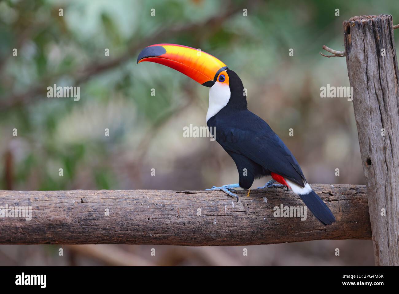 Flying bird pantanal brazil fighting hi-res stock photography and ...