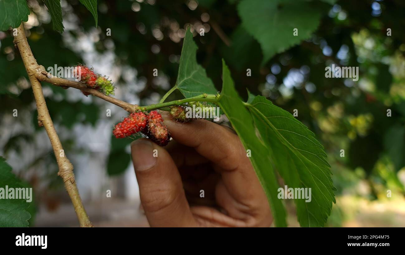 Plucking mulberry from mulberry tree. Mulberries are colorful berries ...