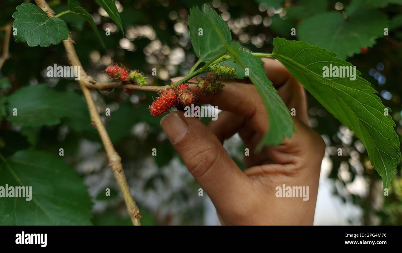 Plucking mulberry from mulberry tree. Mulberries are colorful berries ...