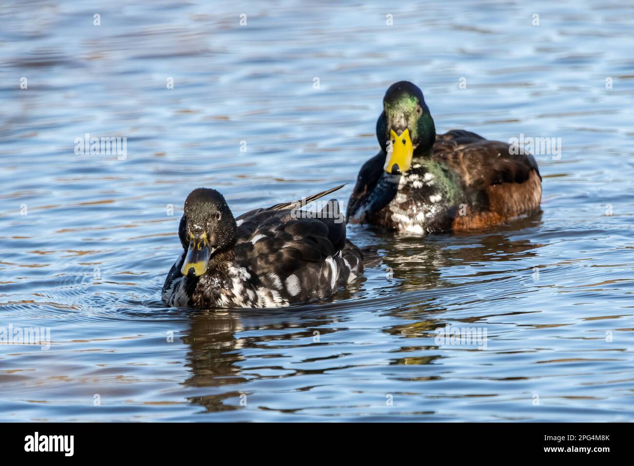Pair of manky mallard hybrid ducks swimming toward camera Stock Photo ...