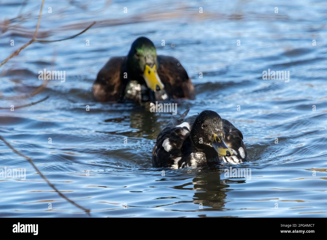 Manky mallard ducks hi-res stock photography and images - Alamy