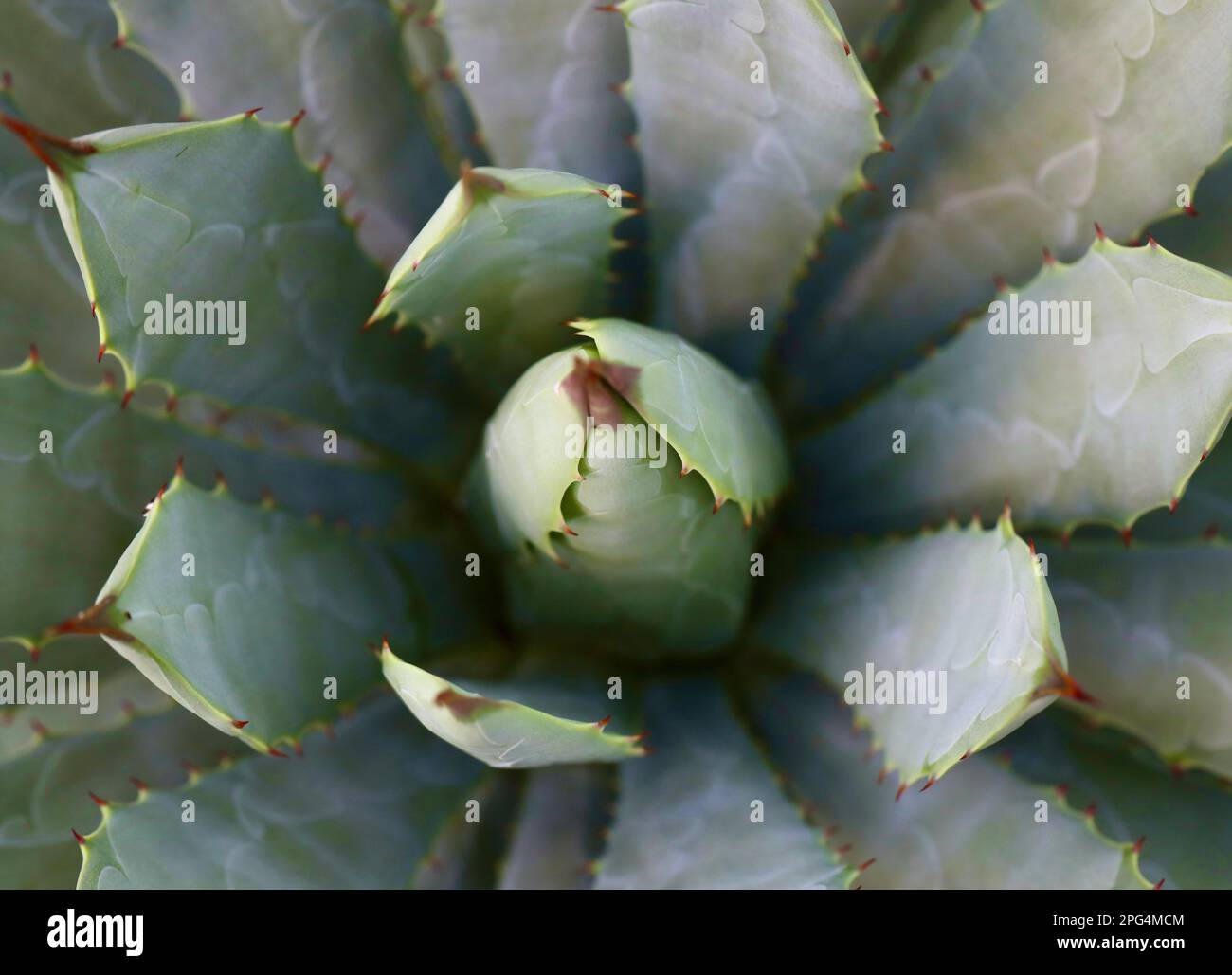 Cactus plant with unusual green bud on top Stock Photo - Alamy