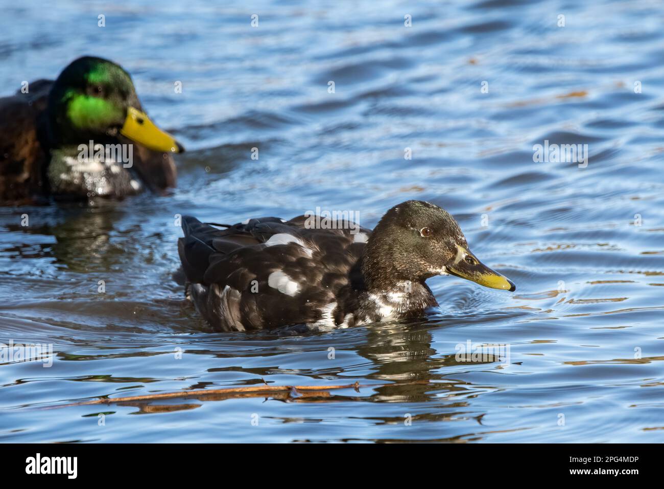 Manky mallard ducks hi-res stock photography and images - Alamy