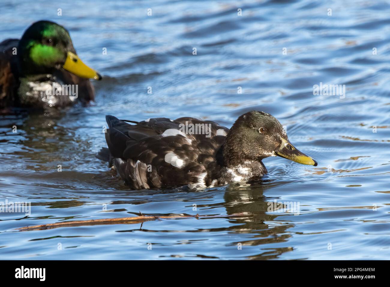 Manky mallard ducks hi-res stock photography and images - Alamy