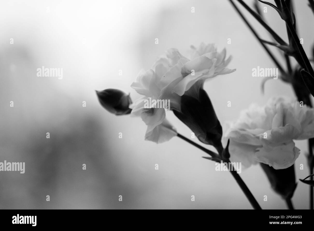 Flower petals buds on Black and White Stock Photos & Images - Alamy