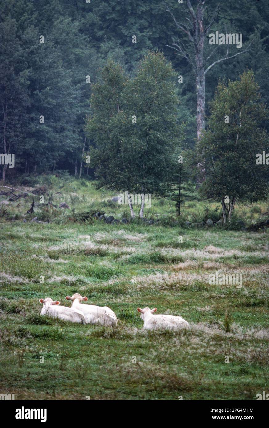 White pink eared cattle lie resting in a grassy meadow with wild ...