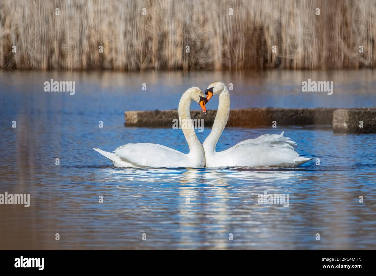 Mute Swans in heart-shaped mating ritual Stock Photo - Alamy