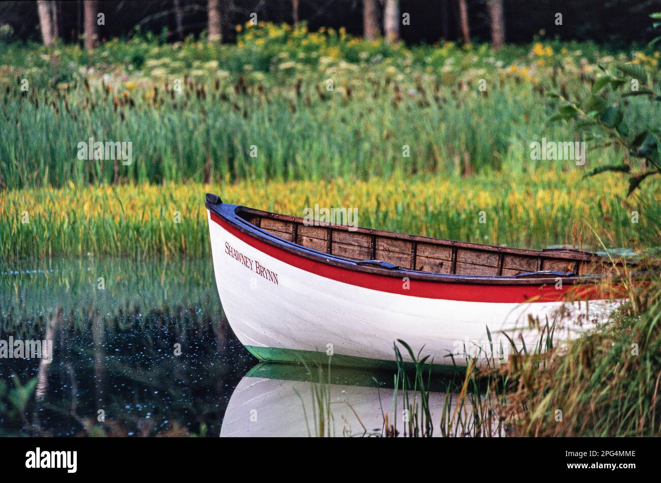 Traditional wooden boat is tethered to shore in fresh water pond with ...