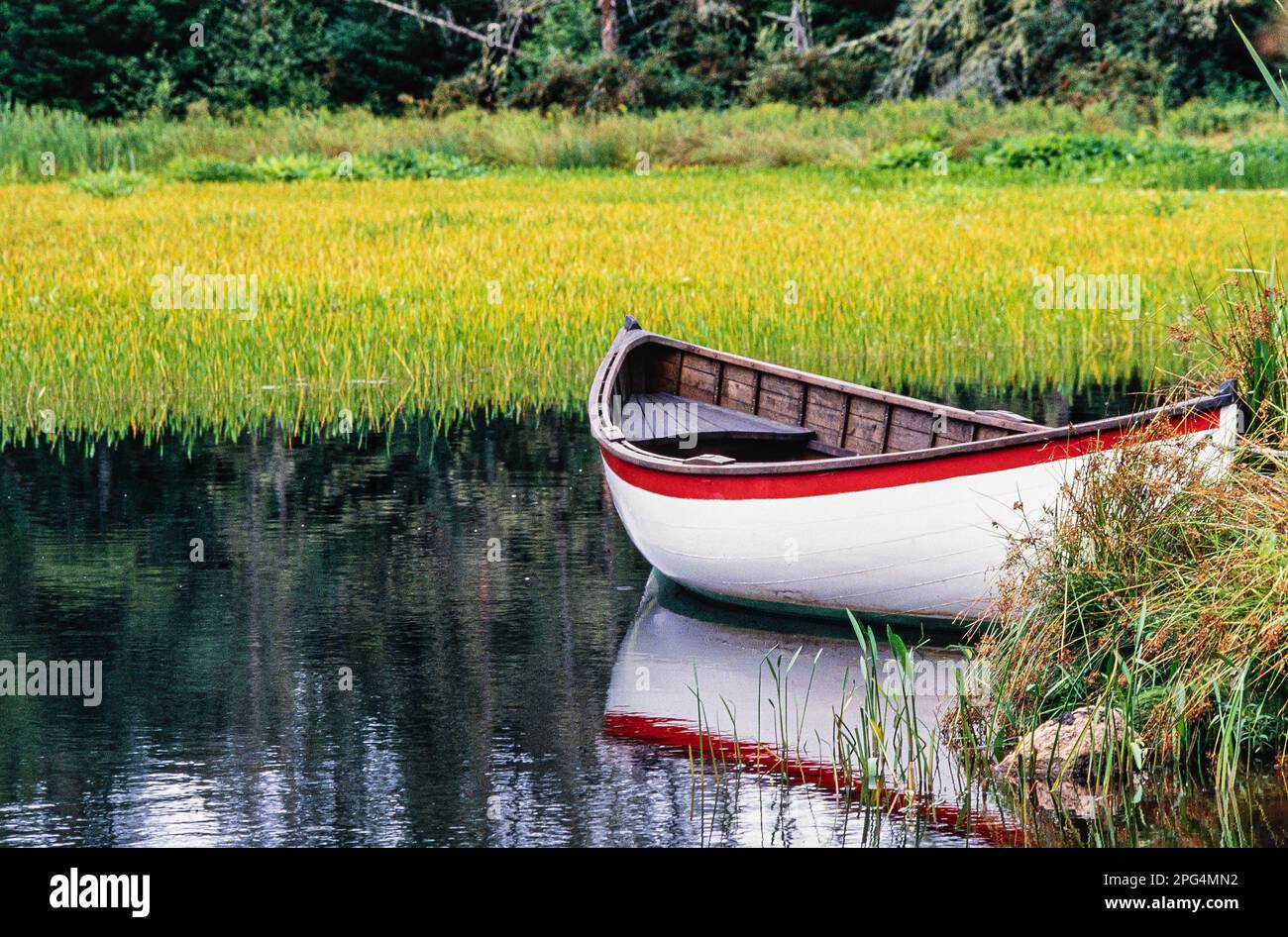 Traditional wooden boat is tethered to shore in fresh water pond with ...