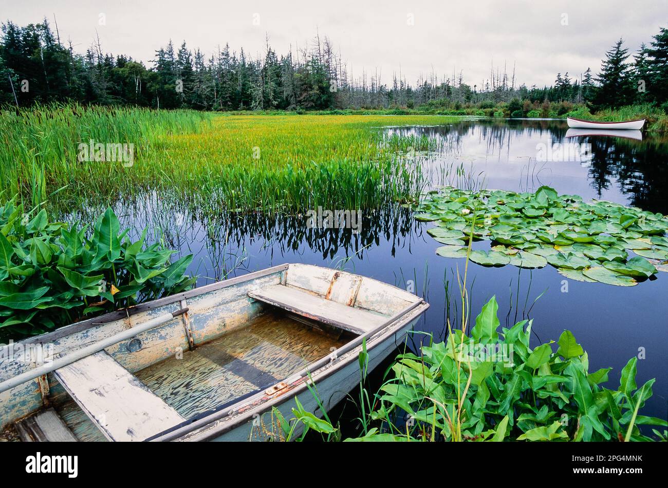 Traditional wooden boat is tethered to shore in fresh water pond with ...