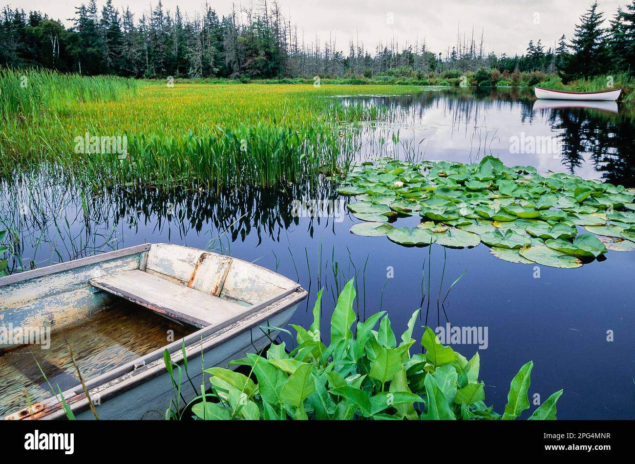 Traditional wooden boat is tethered to shore in fresh water pond with ...