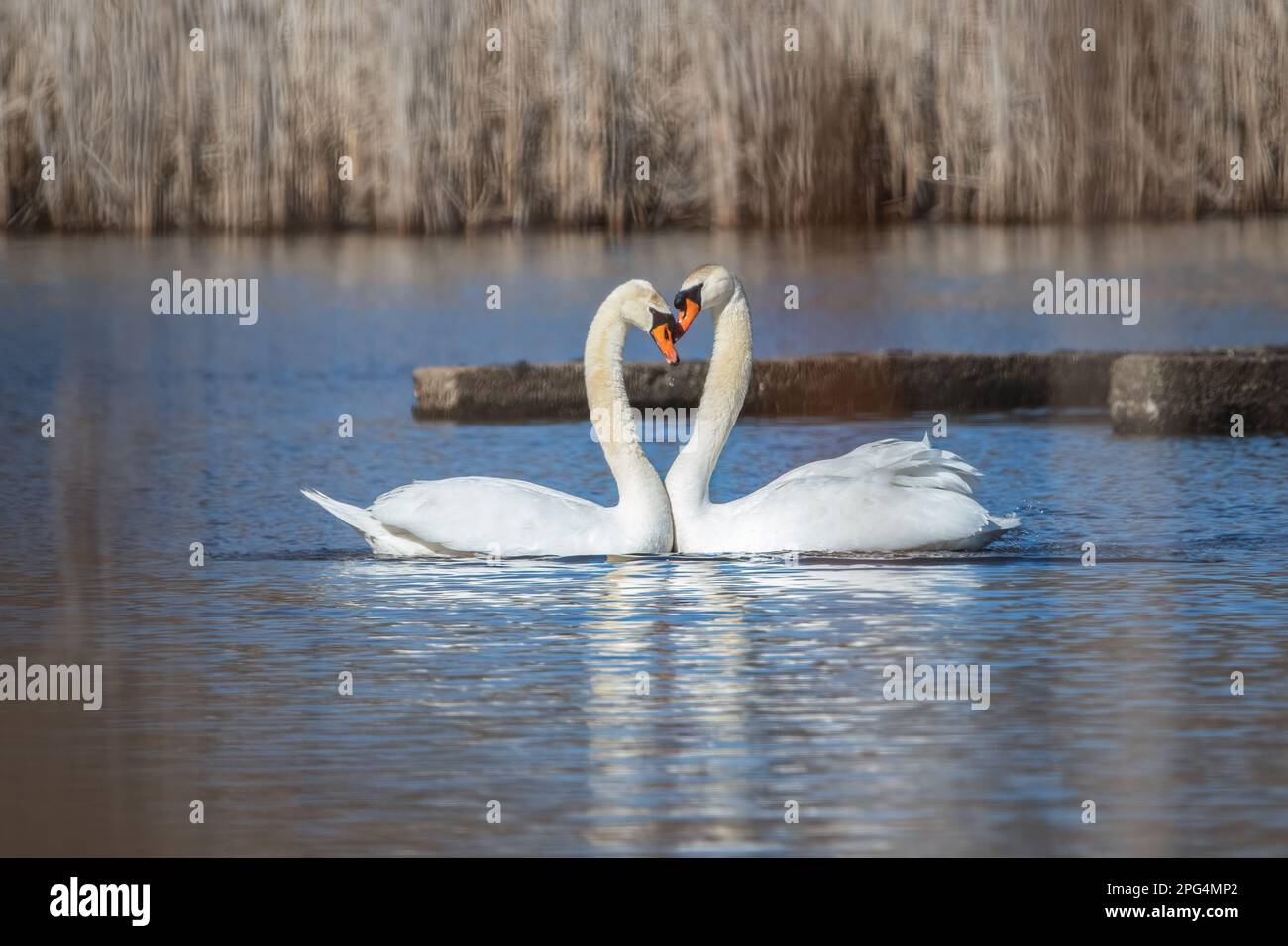 Swans mating dance hi-res stock photography and images - Alamy