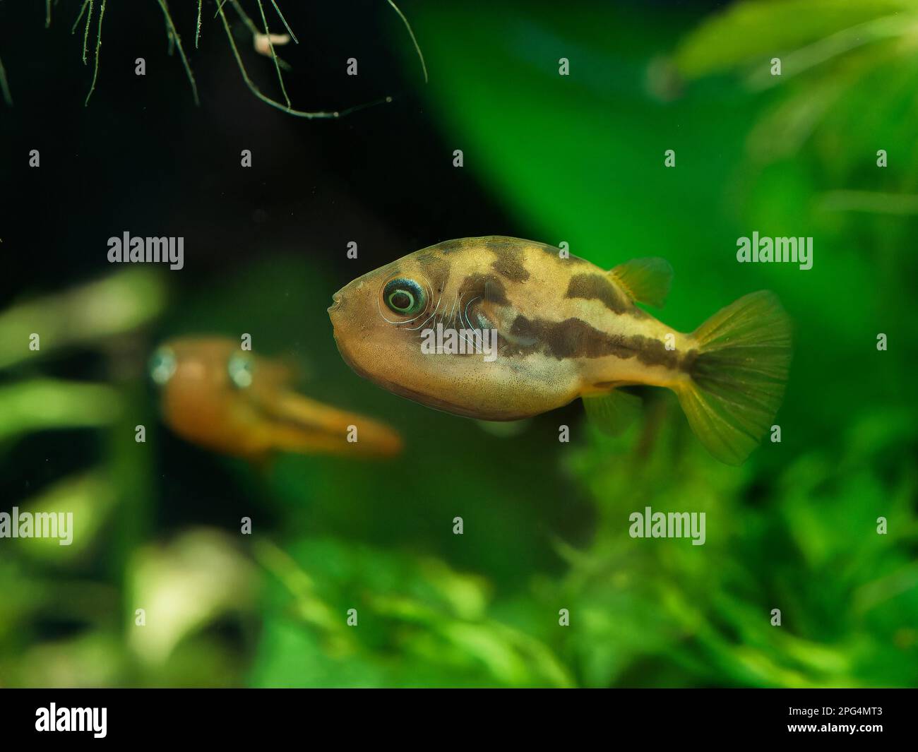 Male dwarf pea puffer fish (Carinotetraodon travancoricus) displaying ...