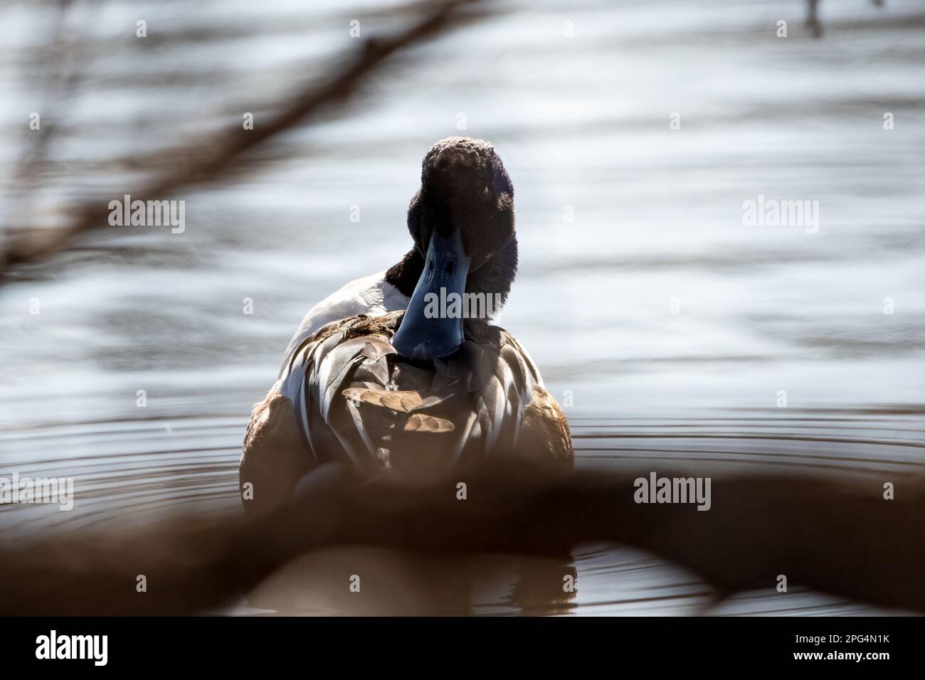 A Northern Shoveler drake from behind Stock Photo - Alamy