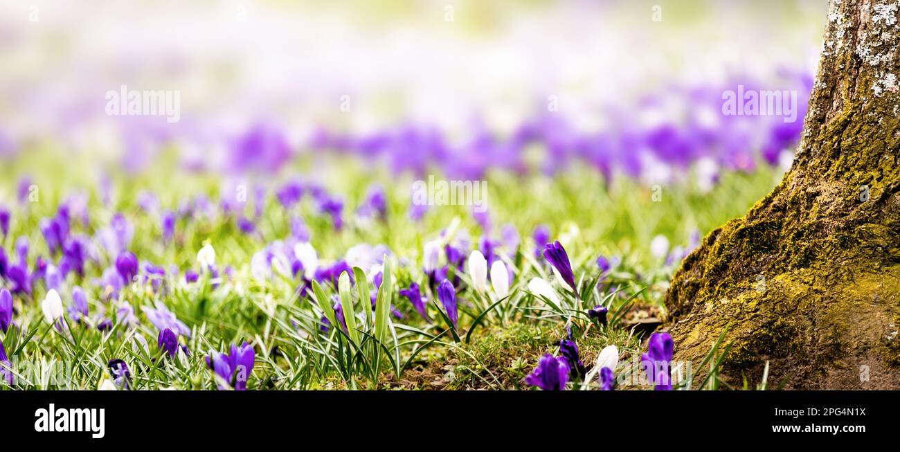a sun lit up spring meadow flowers panorama with a tree Stock Photo - Alamy