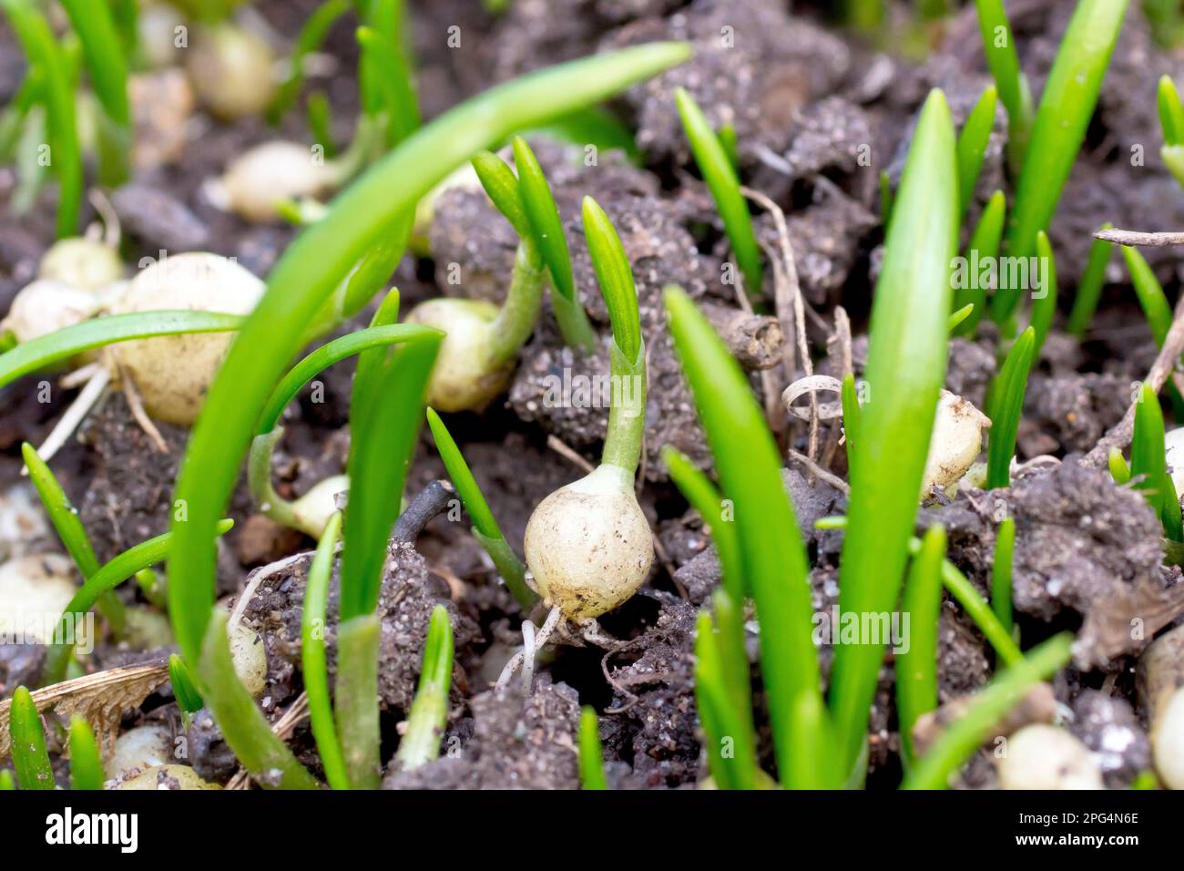 Bulbils hi-res stock photography and images - Alamy