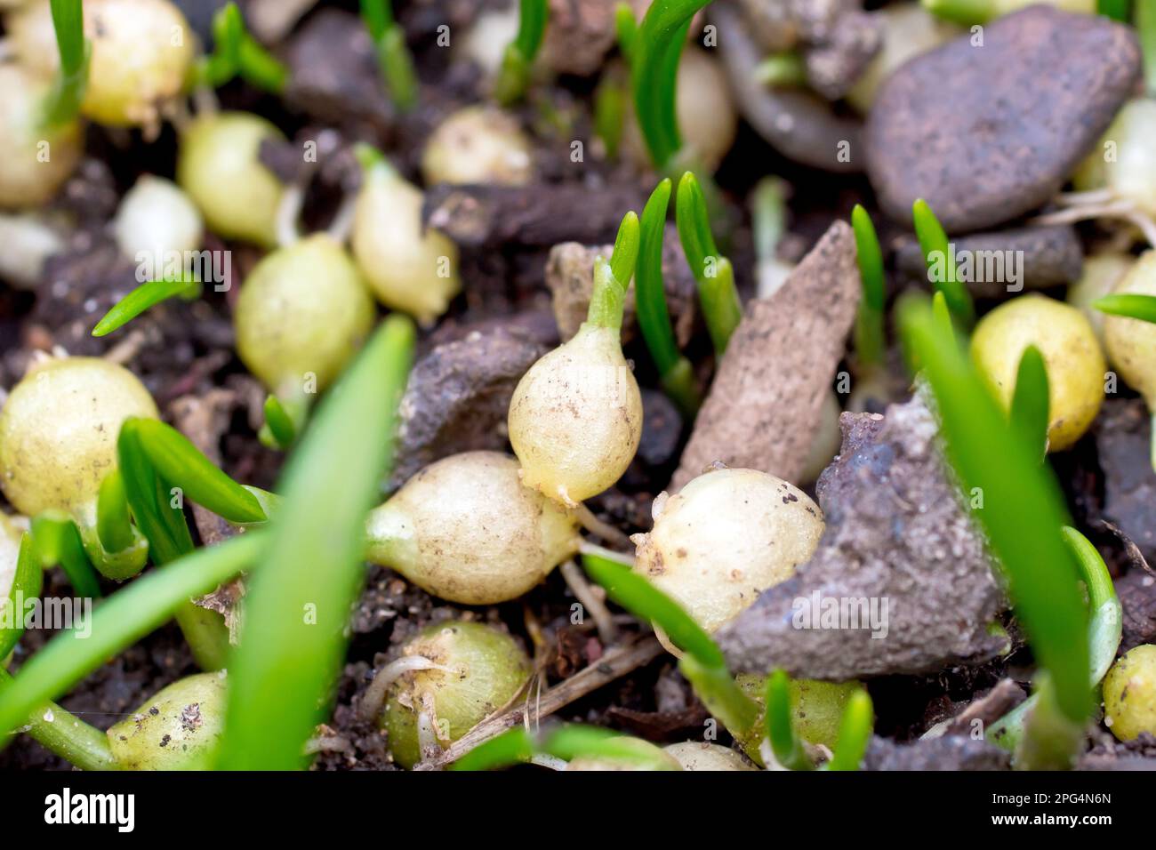 Bulbils hi-res stock photography and images - Alamy
