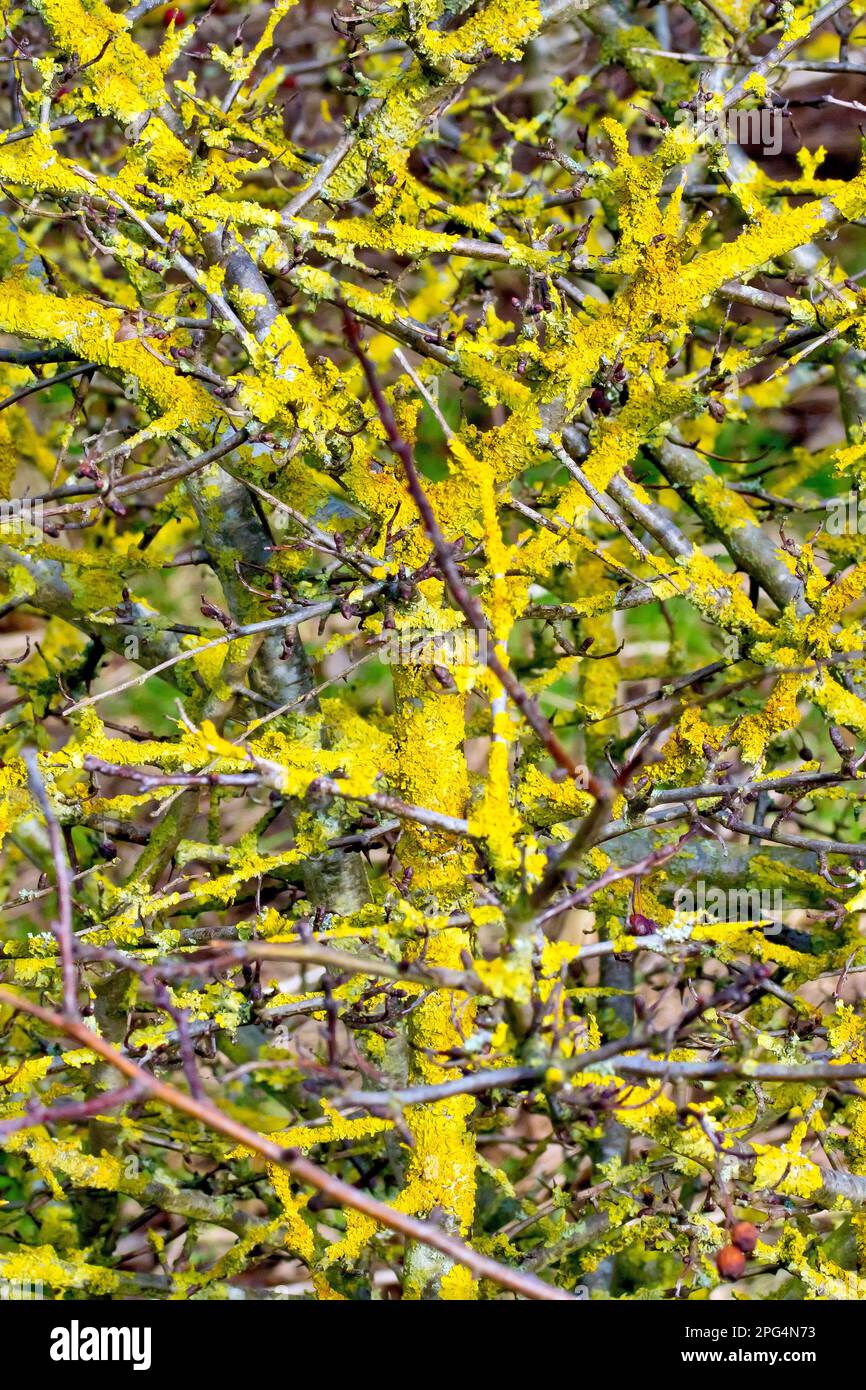 Close up of the centre of a small hawthorn tree (crataegus monogyna ...