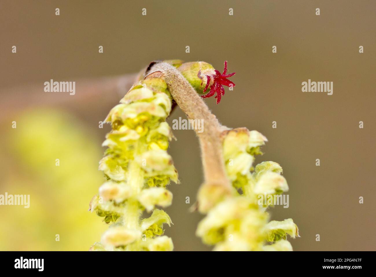 Hazel or Cobnut (corylus avellana), close up of the tiny female flower ...