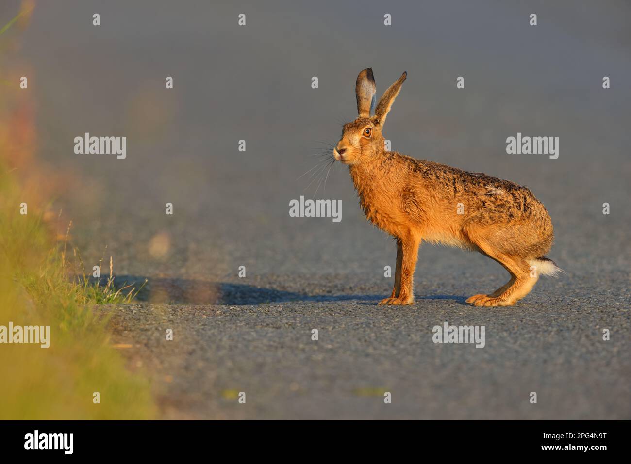 An adult Brown Hare (Lepus europaeus) on a quiet country lane through ...