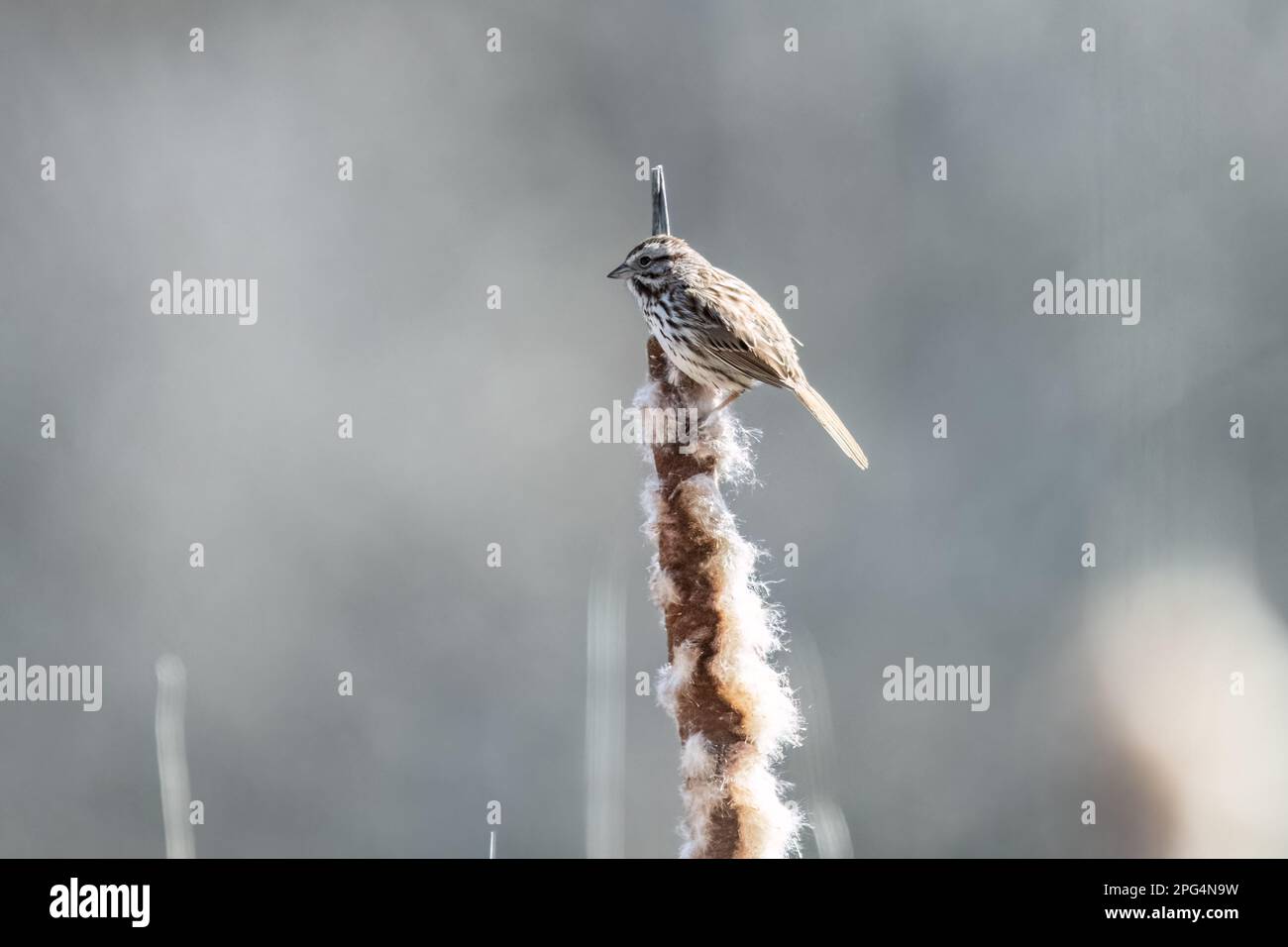 A song sparrow on a cattail reed Stock Photo - Alamy