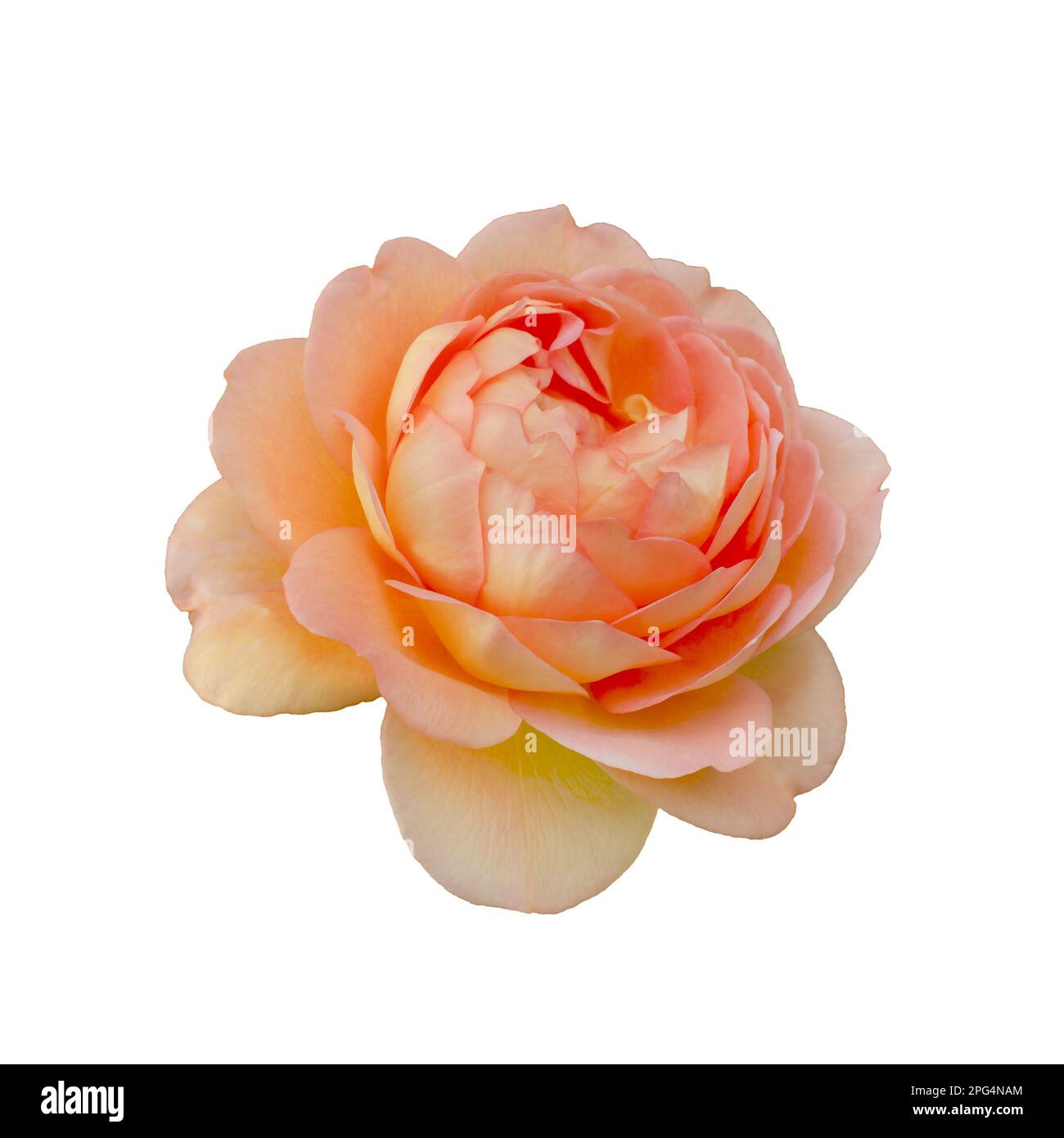 Yellow rose flower top view isolated on white background. Detail for ...