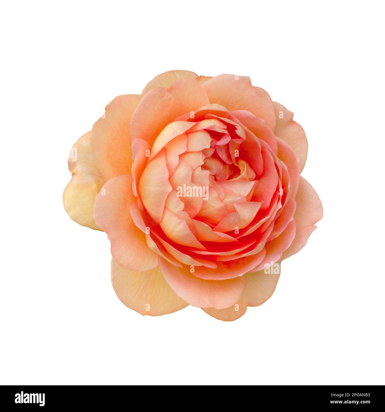 Yellow rose flower top view isolated on white background. Detail for ...
