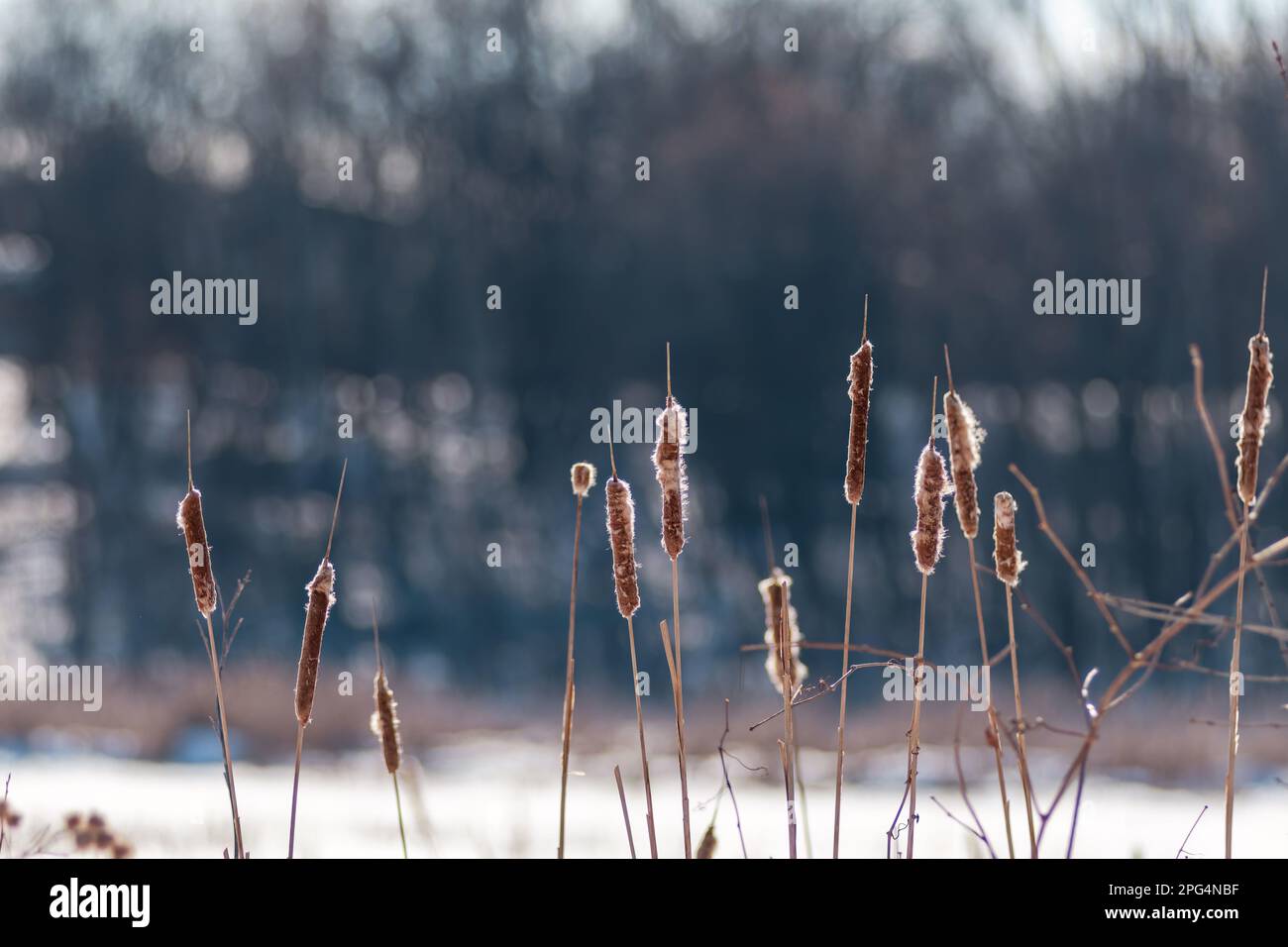 A winter scene featuring a vibrant field of cattails blanketed in a ...