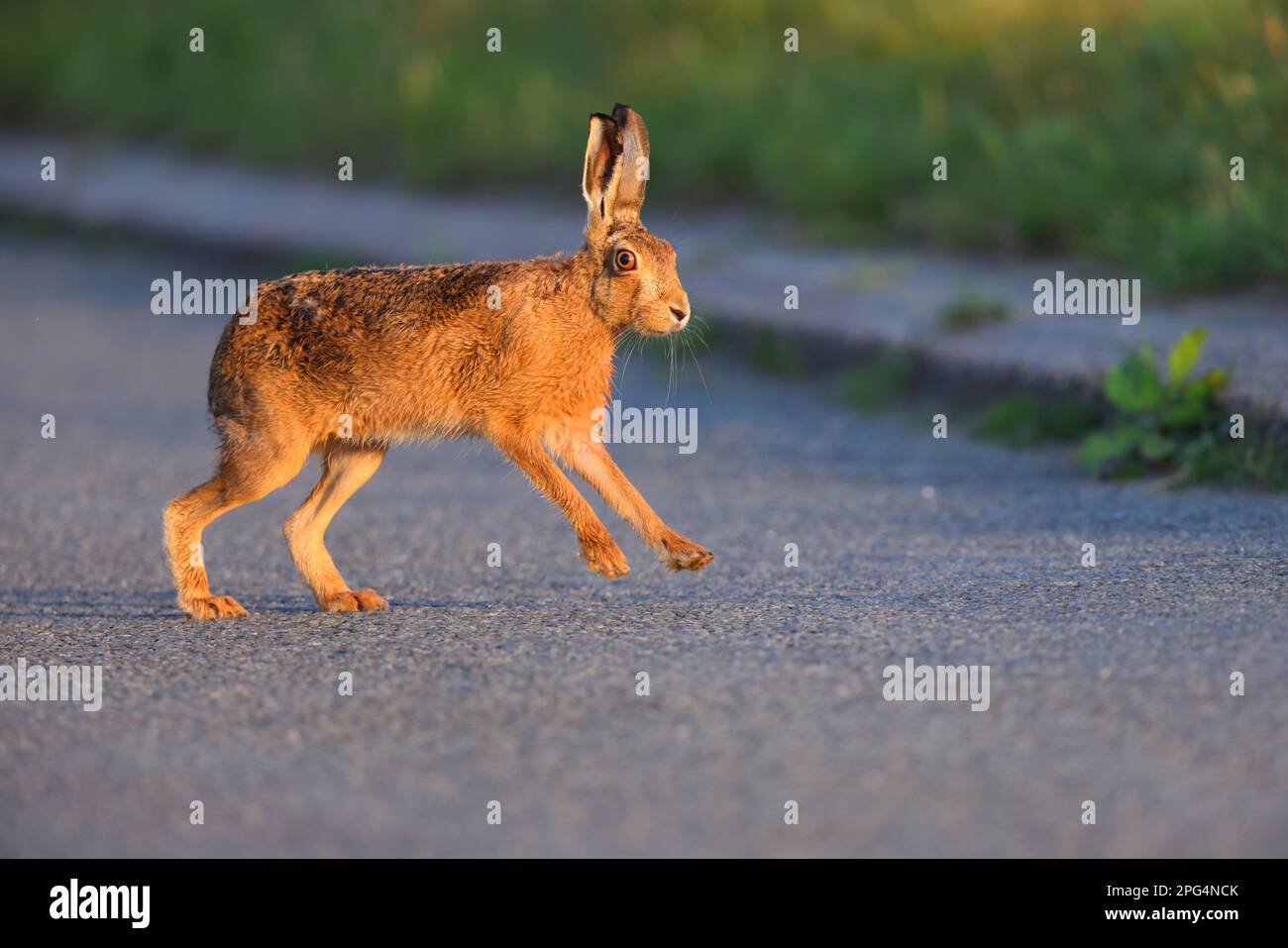 An adult Brown Hare (Lepus europaeus) on a quiet country lane through ...