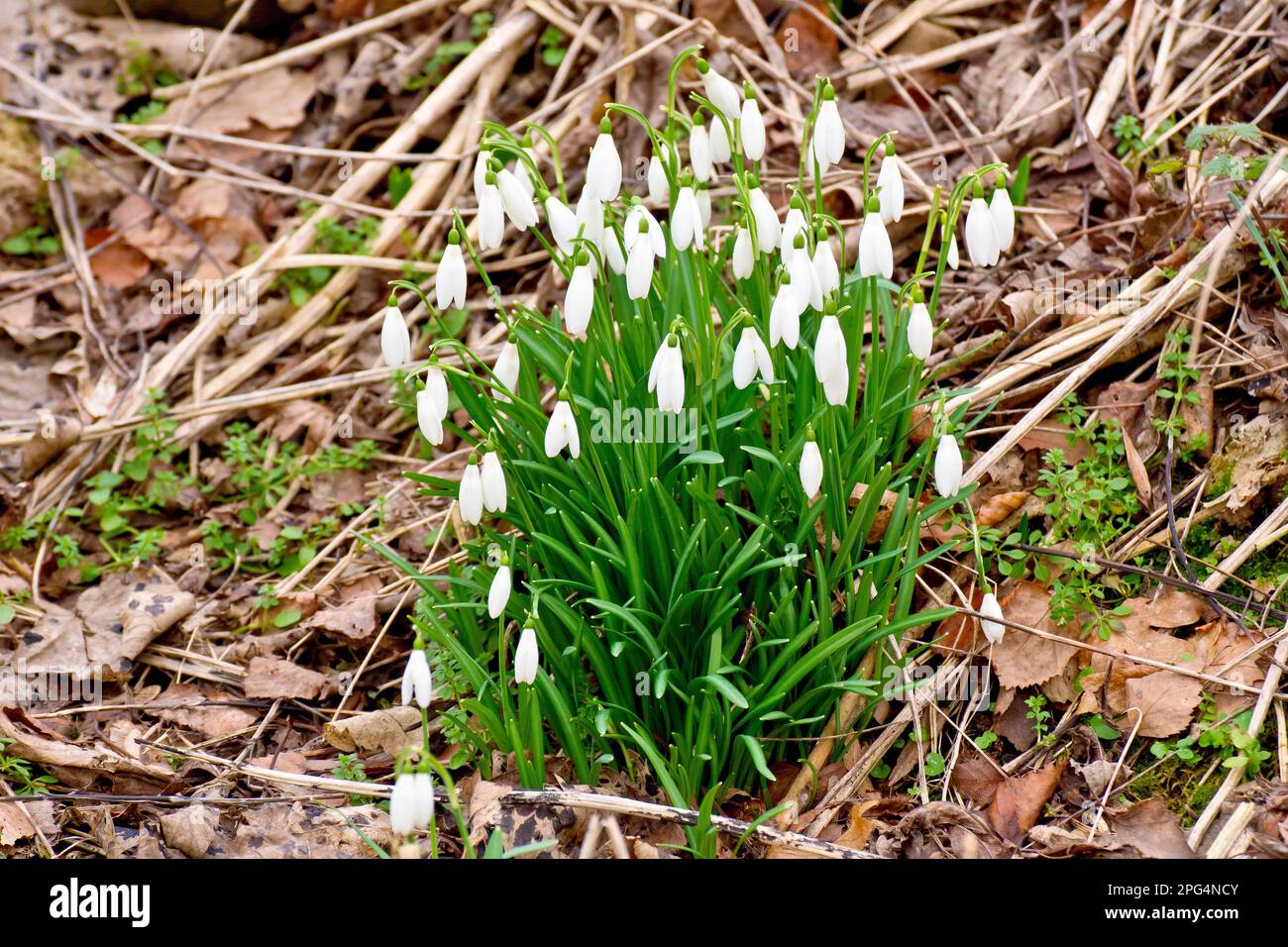 Snowdrops (galanthus nivalis), close up of a small cluster of the ...