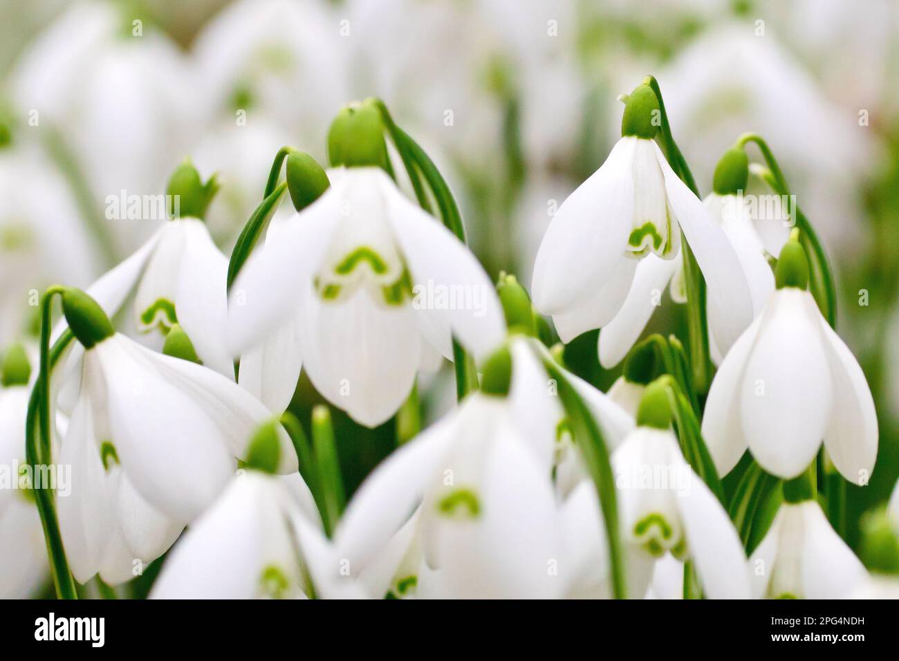 Very large snowdrop flower hi-res stock photography and images - Alamy