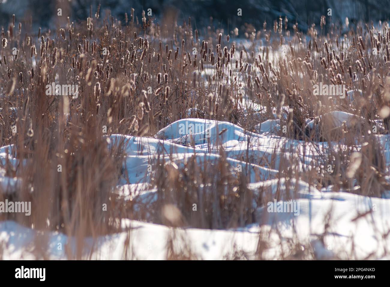 A winter scene featuring a vibrant field of cattails blanketed in a layer of freshly fallen snow ...